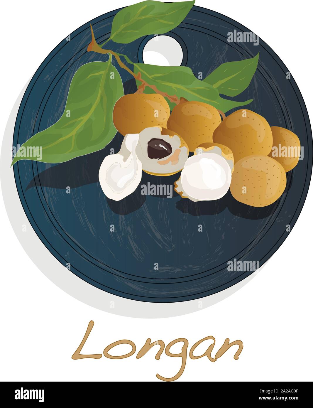Longan, Dimocarpus longan. Longan vector illustration on dish isolated ...