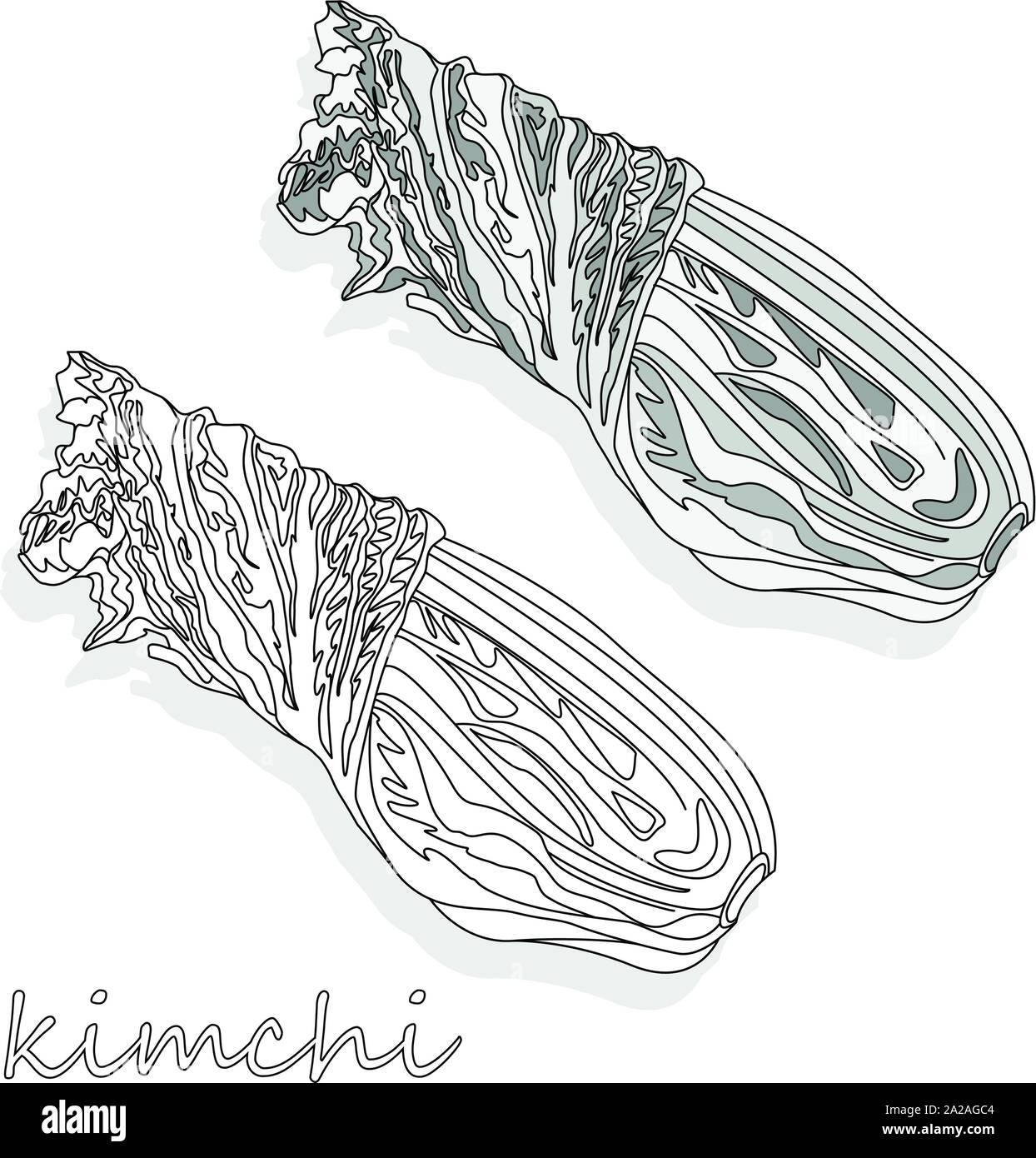 Kimchi, traditional korean food. Illustration on white Stock Vector ...