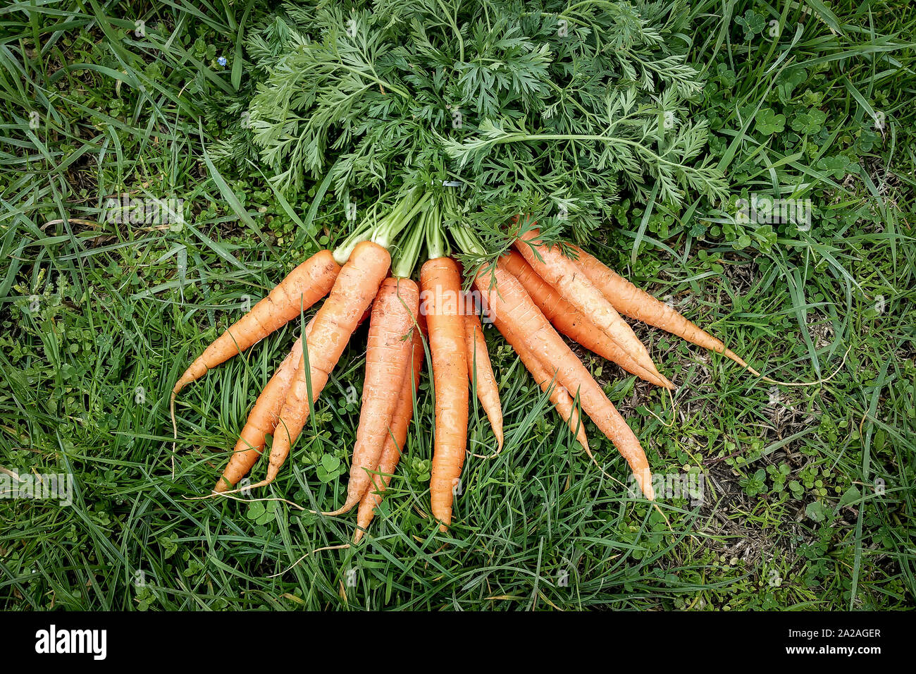 Fresh and ripe carrots with green tails on a green grass background ...