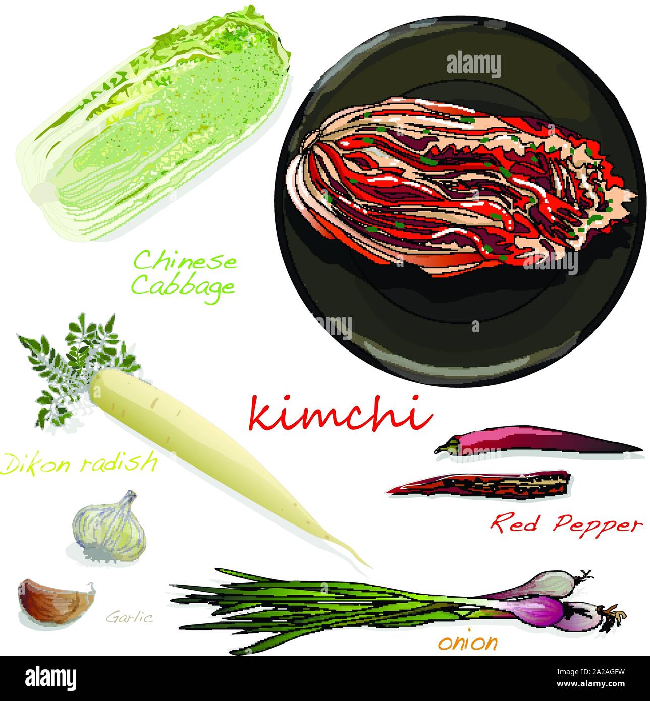 Kimchi, traditional korean food. Illustration on white. Ingredients for ...