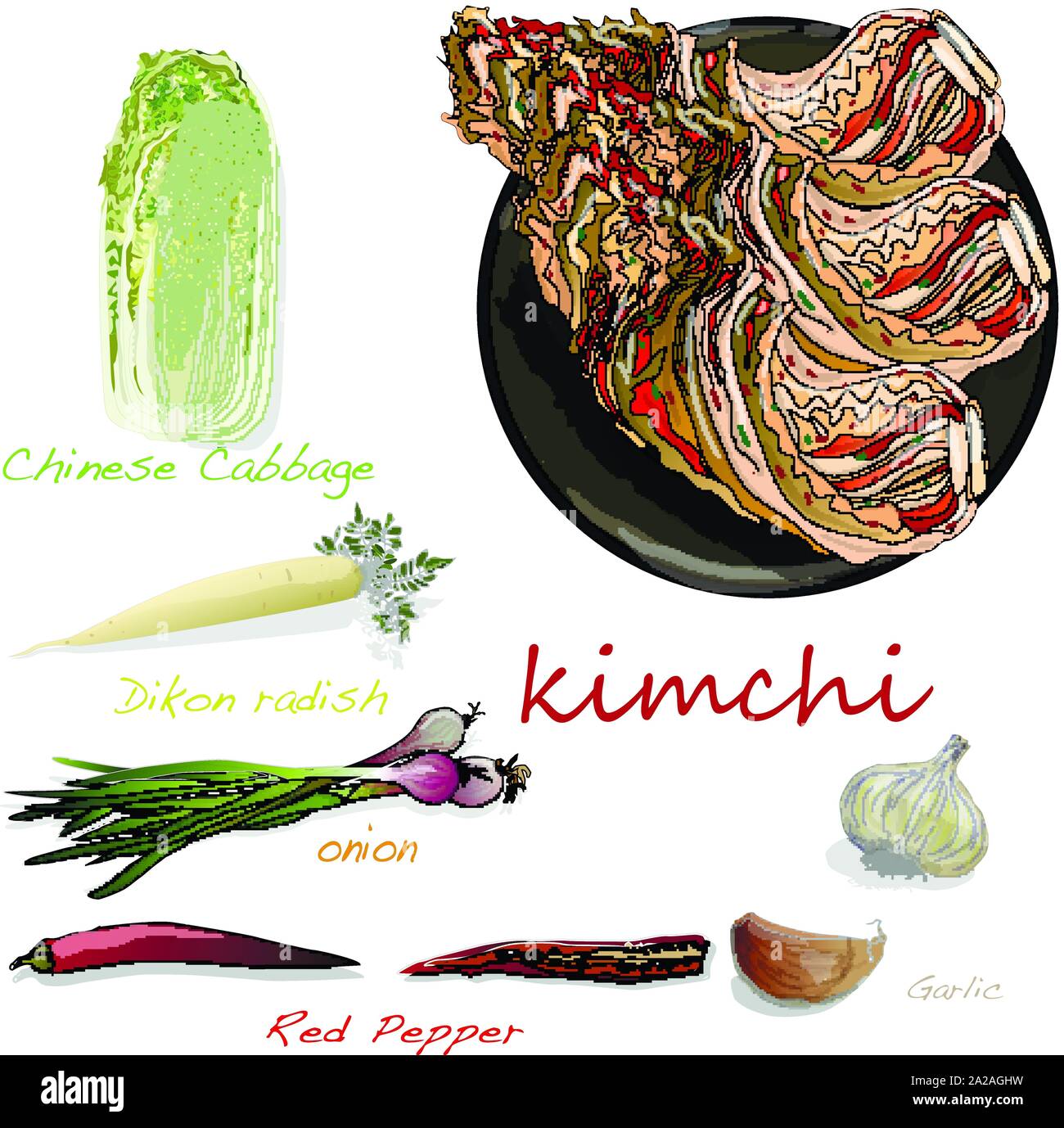 Kimchi, traditional korean food. Illustration on white. Ingredients for ...
