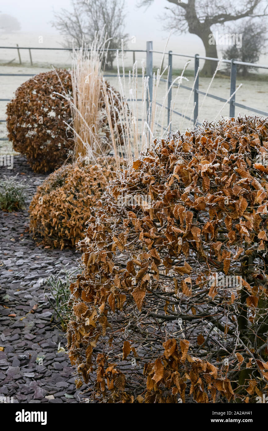 Stylish, contemporary design, landscaping & planting (topiary, grasses ...