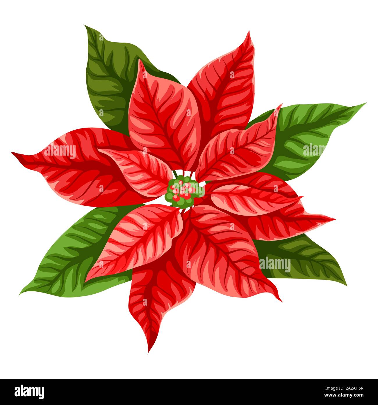 Poinsettia christmas flower red leaves Stock Vector Images - Alamy