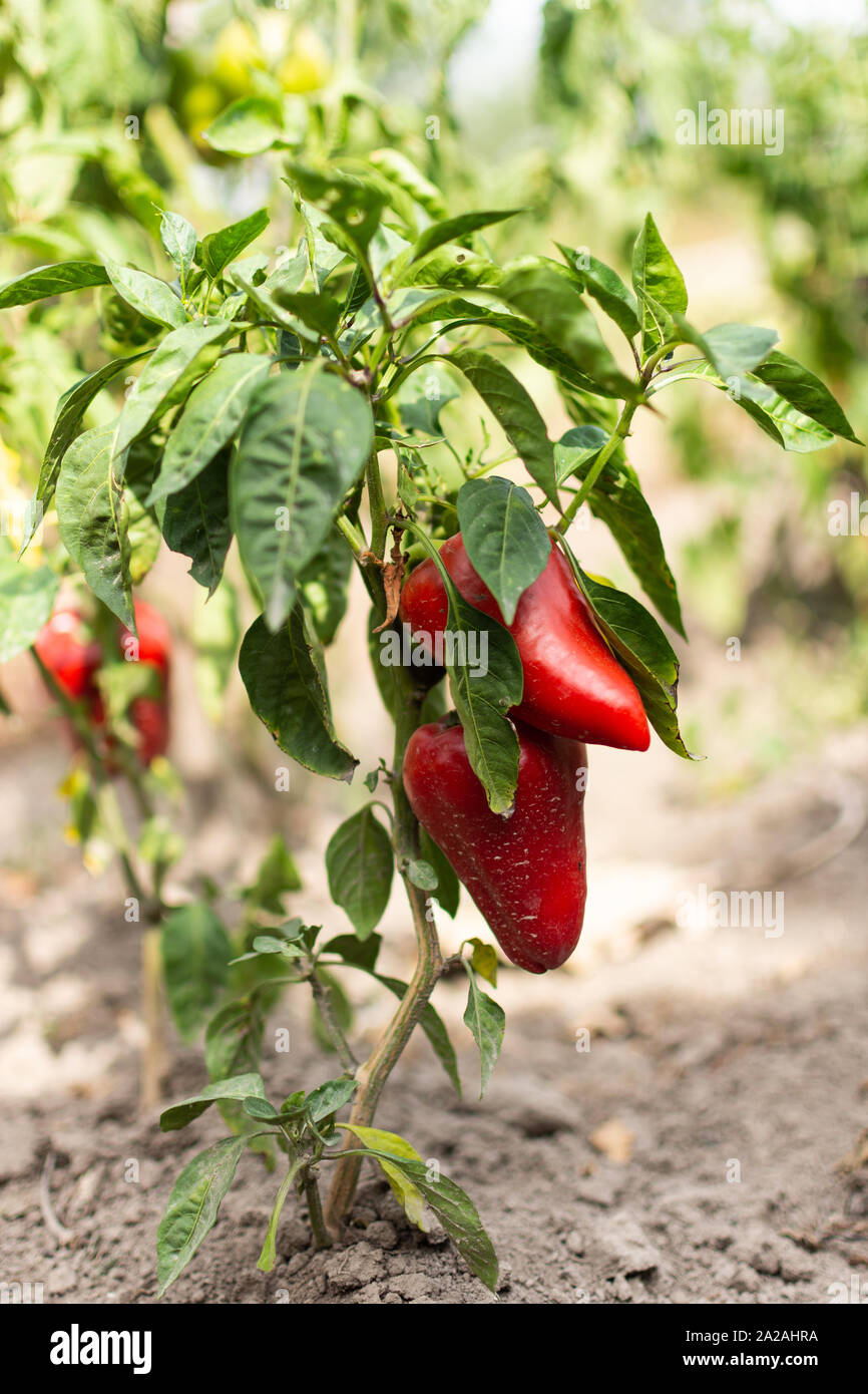 Garden beds with ripening sweet red pepper, organic pepper bush Stock ...