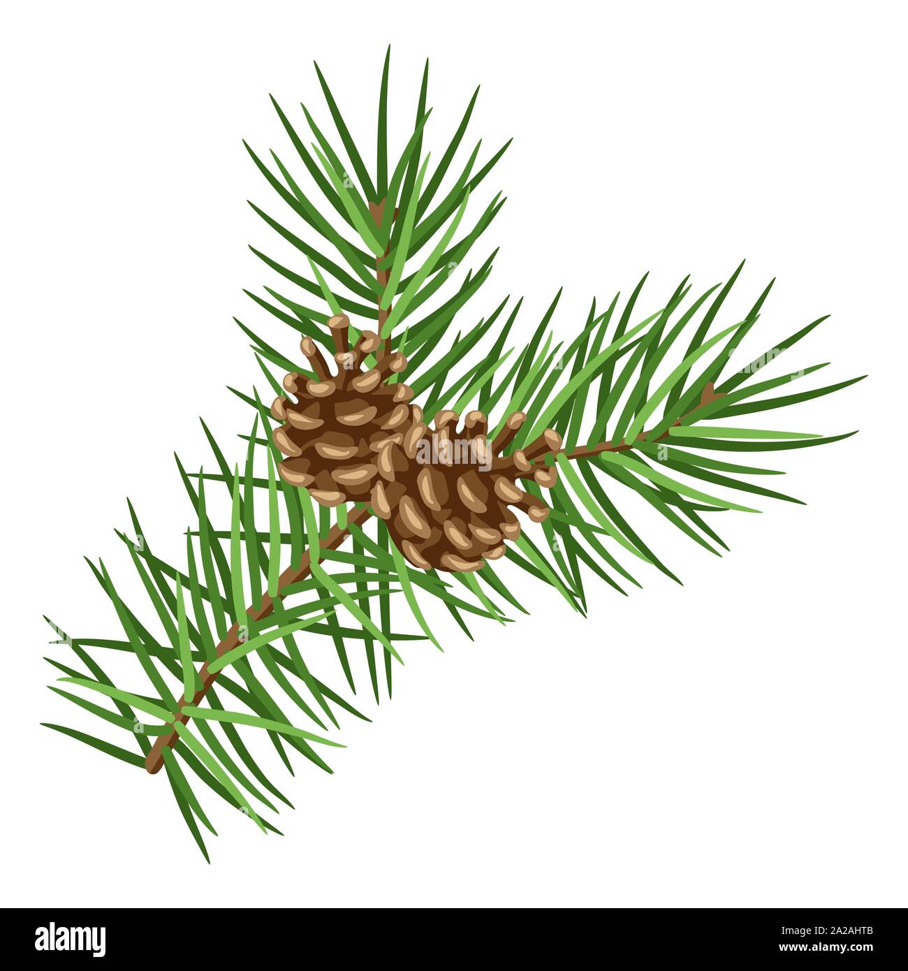 Illustration of spruce branch with cones Stock Vector Image & Art - Alamy