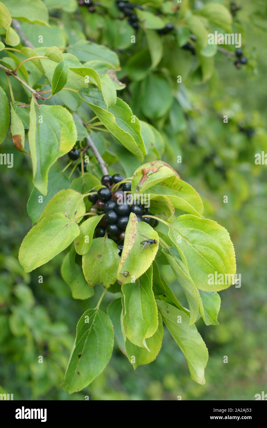 August tree leaves hi-res stock photography and images - Alamy