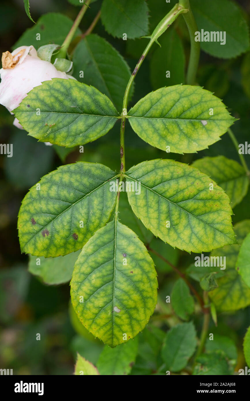 Dark veins and yellow interveinal chlorosis, a symptoms of iron ...