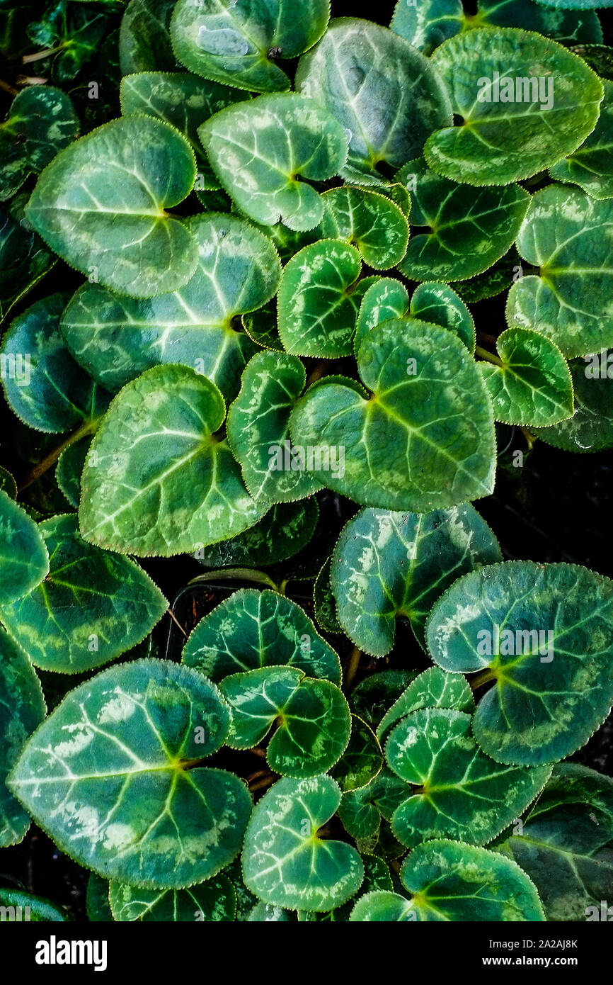 Mini cyclamen plants seen from above Stock Photo - Alamy