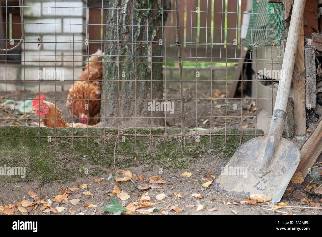 a hen behind a fence looking towards the camera, farm scene with ...