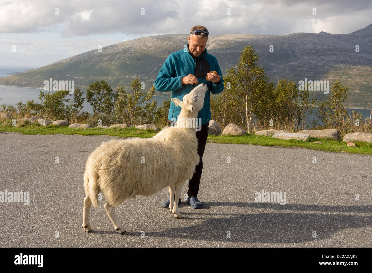 Man feeding sheep hi-res stock photography and images - Alamy