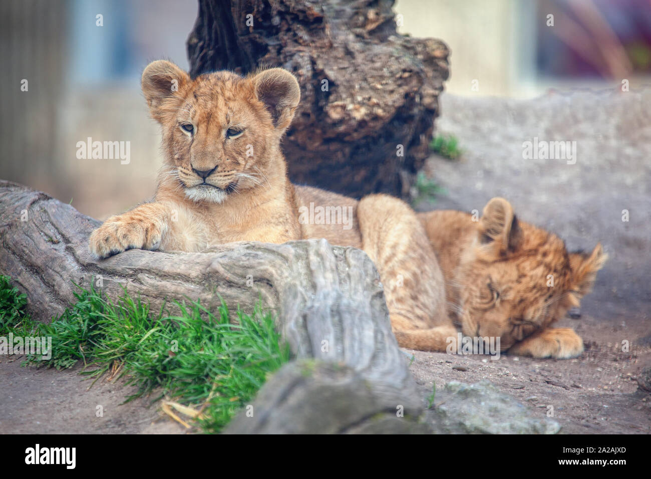 Male lion two baby hi-res stock photography and images - Alamy