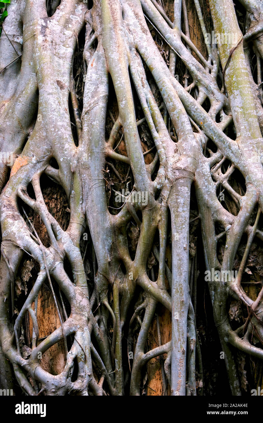 Parasite tree hi-res stock photography and images - Alamy