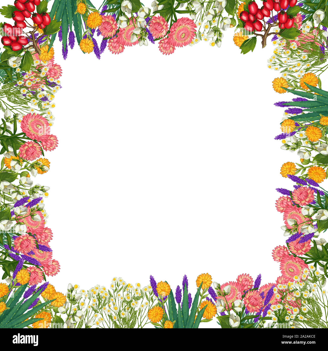 Hand drawn medicinal plant frame. Healing herbs border. isolated on ...