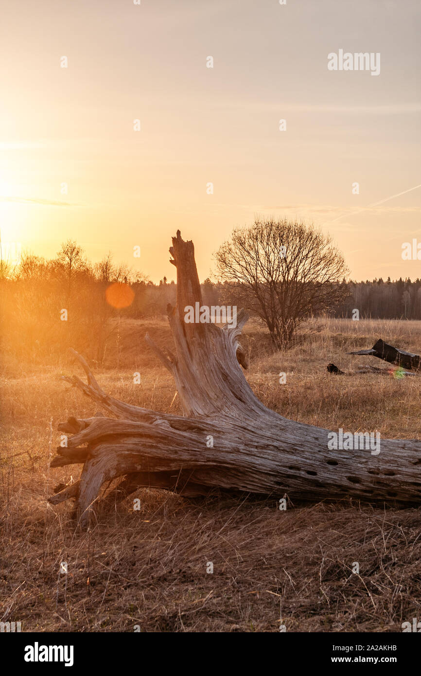 Nature landscape with old fallen tree at sunrise Stock Photo - Alamy