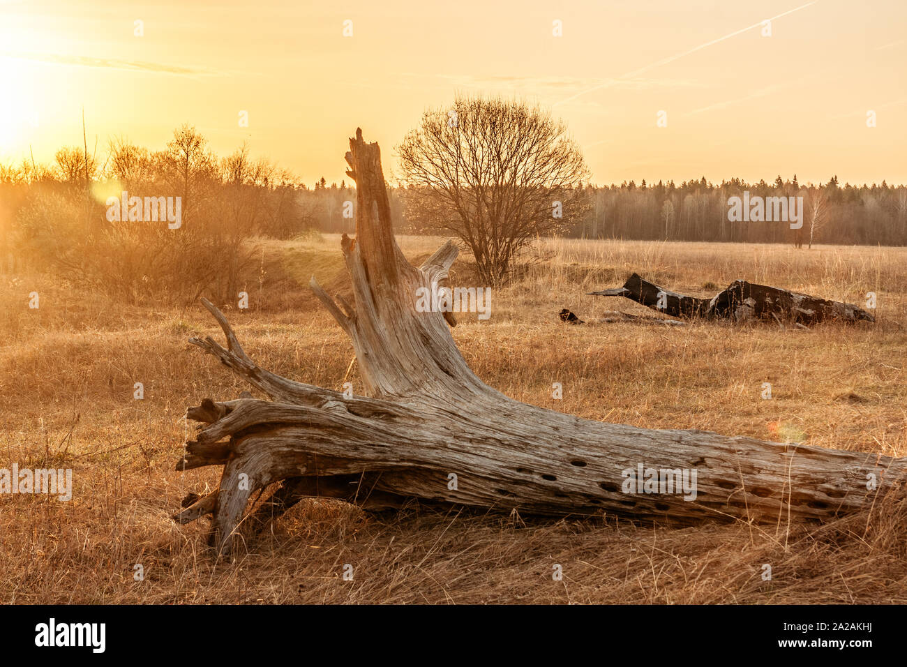 Nature landscape with old fallen tree at sunrise Stock Photo - Alamy