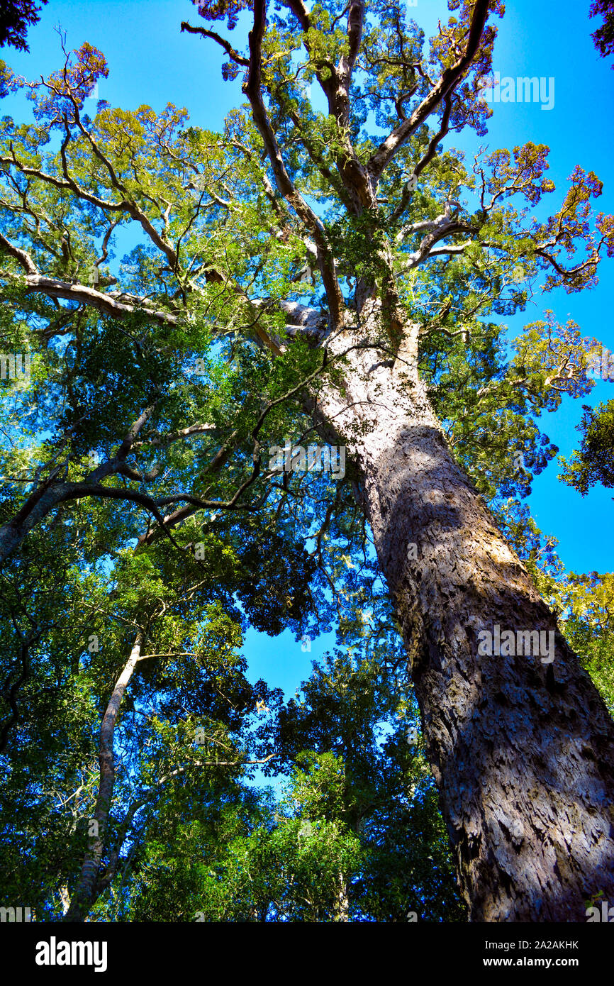 Big trees in Tsitsikamma National Park in South Africa Stock Photo - Alamy
