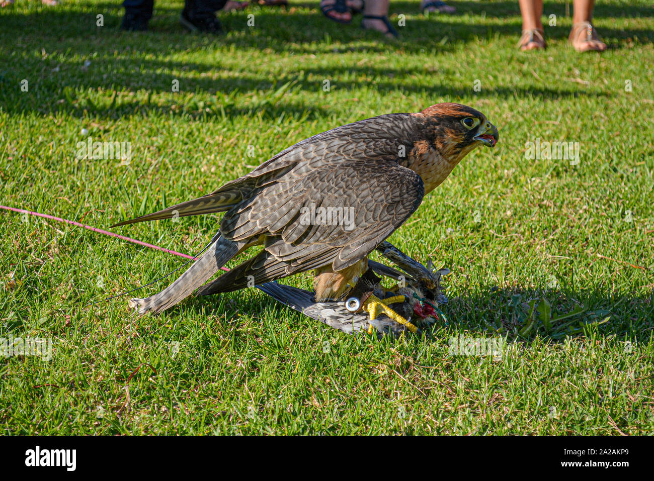 Face of a Peregrine Falcon (Falco peregrinus). These birds are the ...