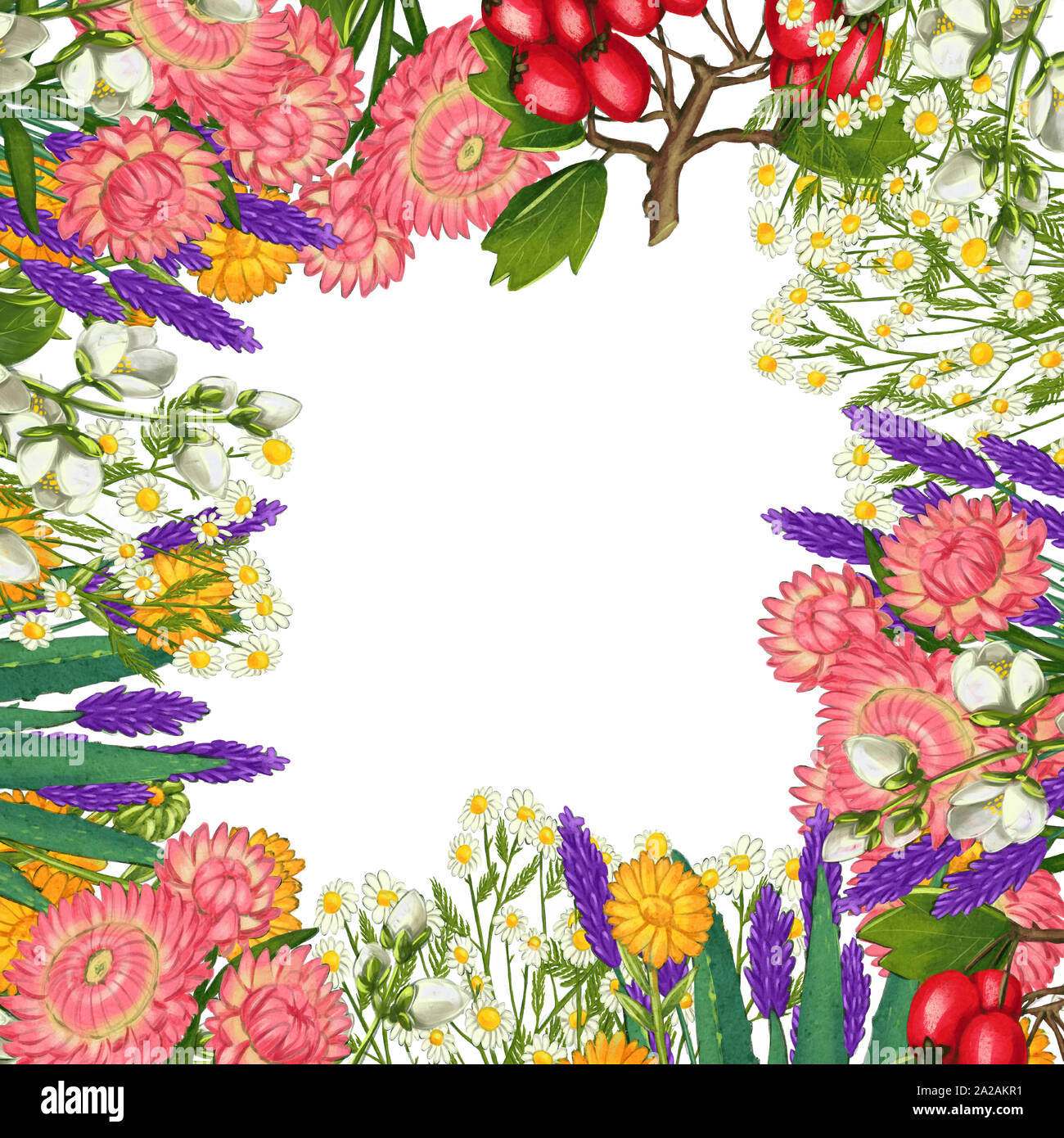 Hand drawn medicinal plant frame. Healing herbs border. isolated on ...