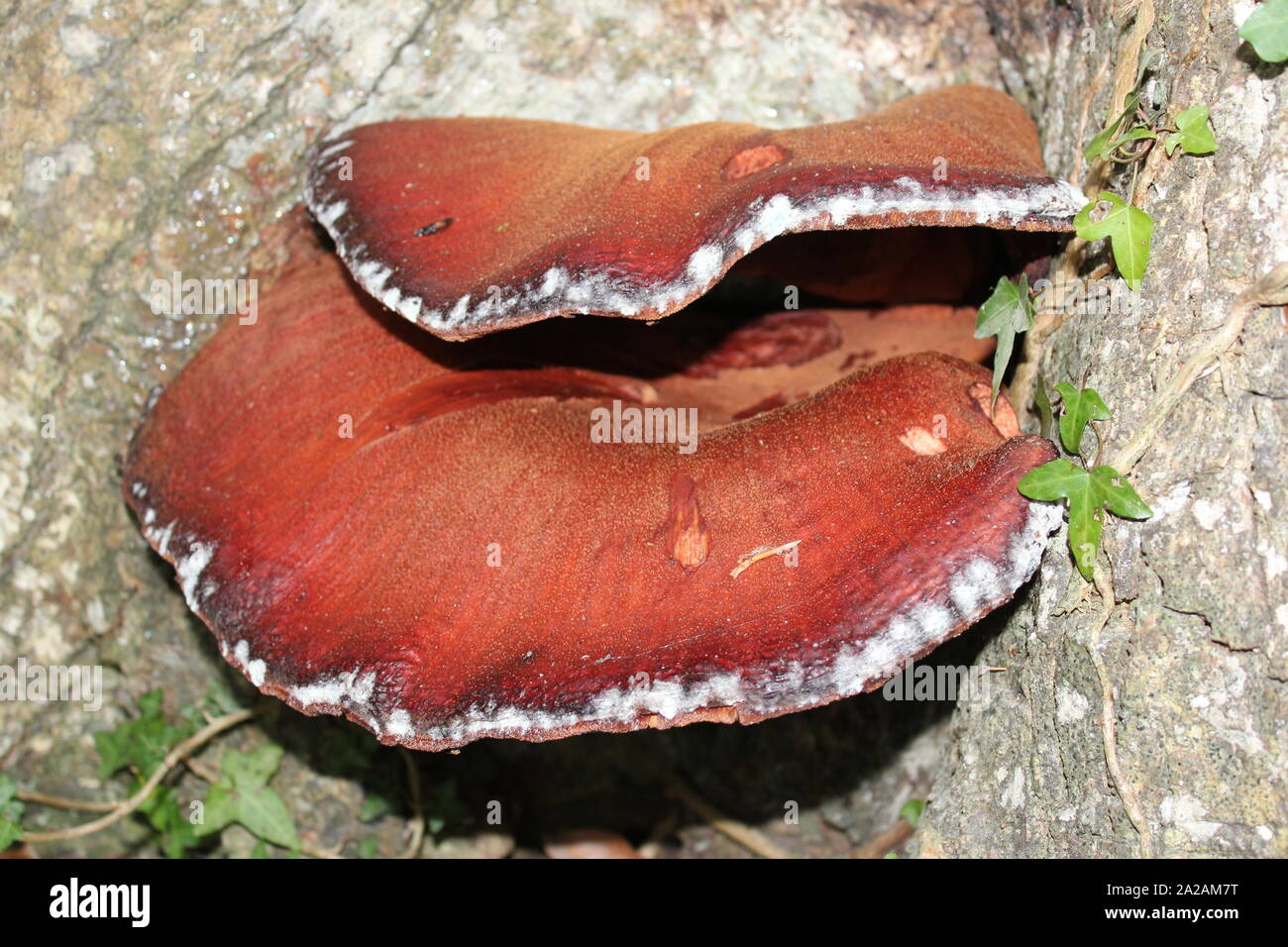 Red Polypore Fungi Stock Photo - Alamy