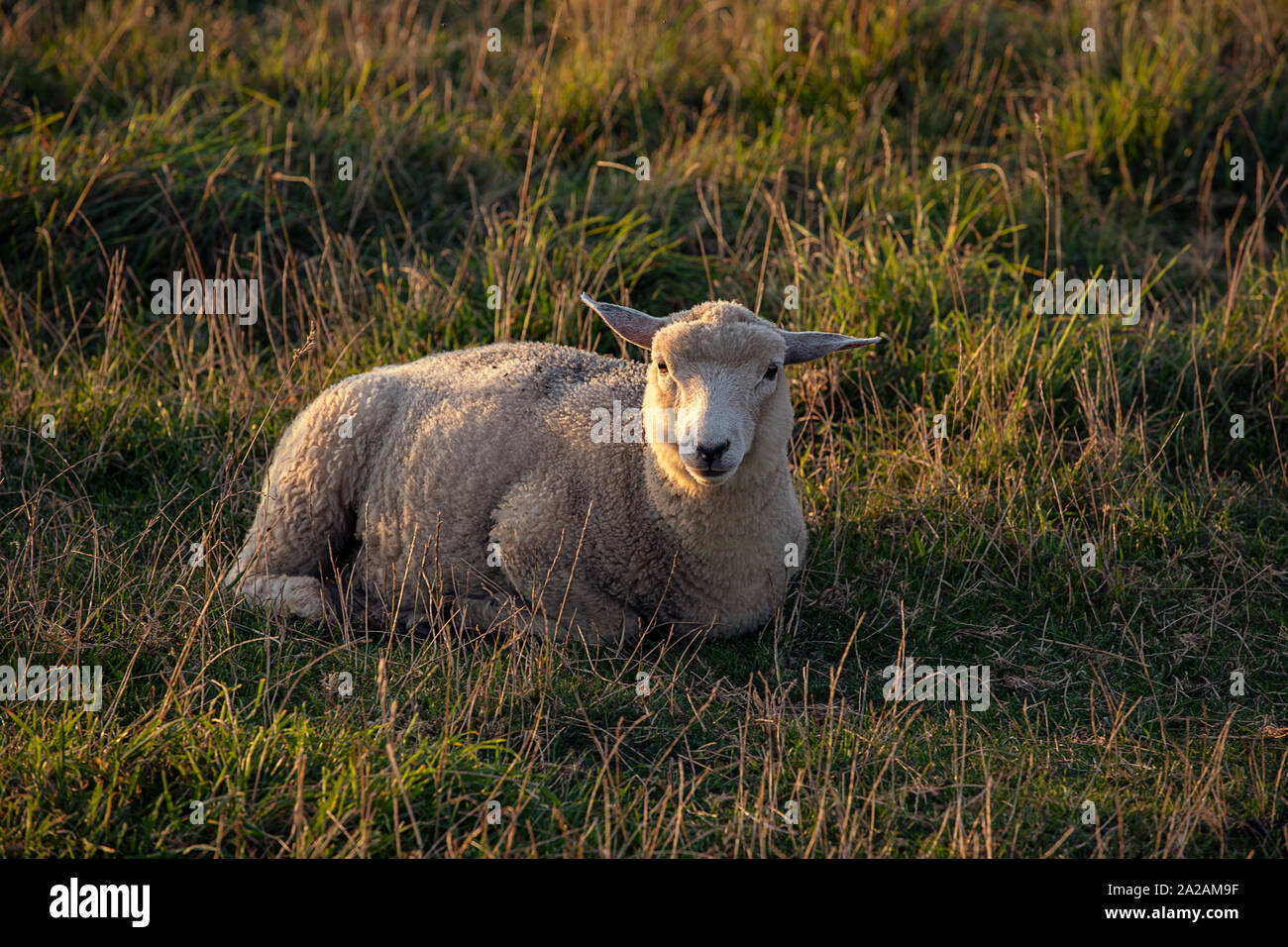 Portrait of Sheep sitting on a meadow, sunny. England. Typical english ...