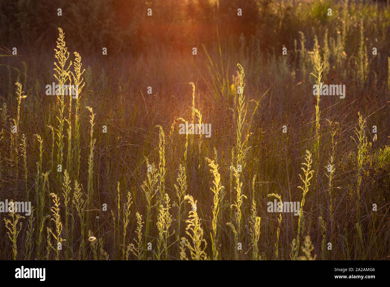 Summer meadow glow in the rays of sunlight at sunset, visible sun flare ...