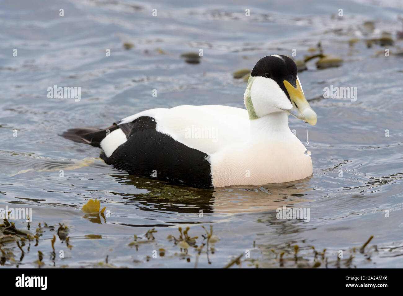 Norwegian swimming hi-res stock photography and images - Alamy