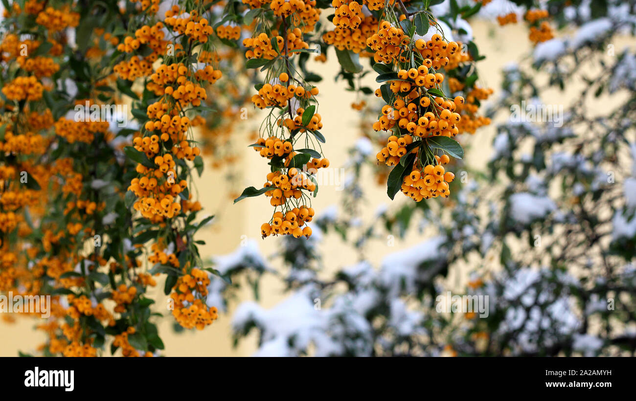 Rowan tree blossom hi-res stock photography and images - Alamy