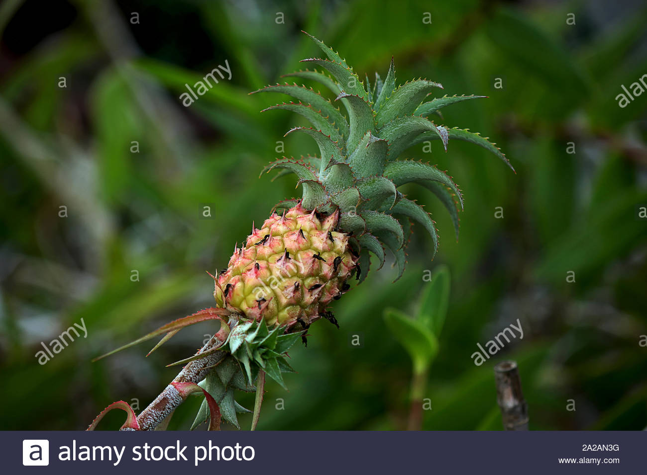 Ananas Comosus Plant High Resolution Stock Photography and Images - Alamy