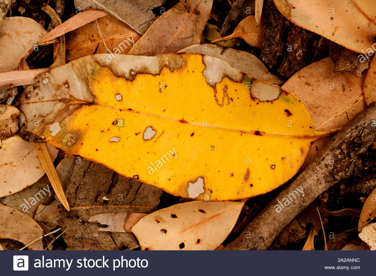 Australian Forest Leaves High Resolution Stock Photography and Images ...