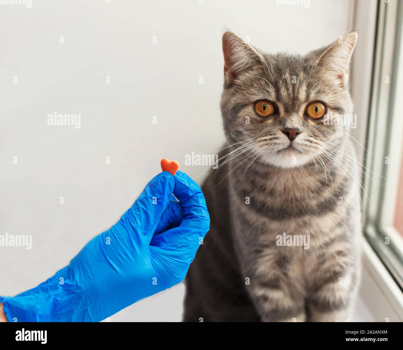 Cute kitten getting a pill from veterinarians hand over light ...