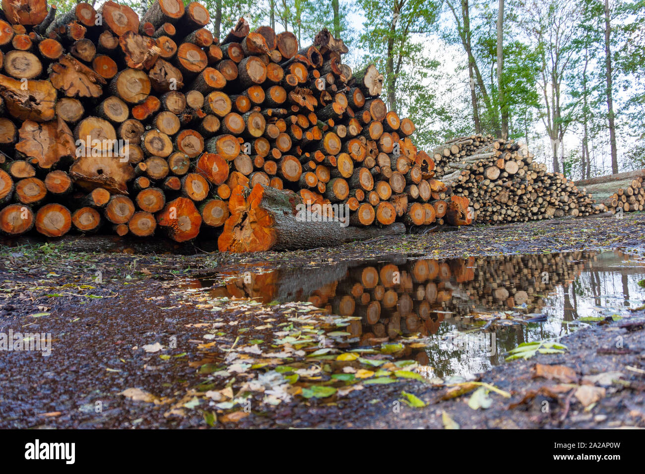 Large stockpiles of felled tree trunks in woodland in a low angle ...