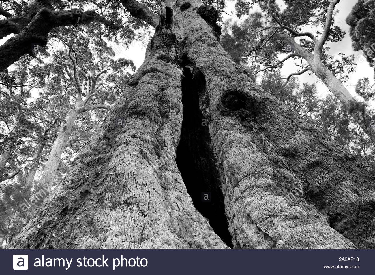 Eucalyptus Tree Canopy High Resolution Stock Photography and Images - Alamy