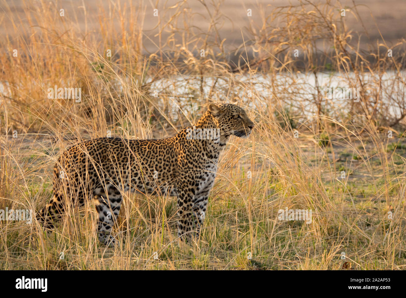 Hidden in the bush hi-res stock photography and images - Alamy