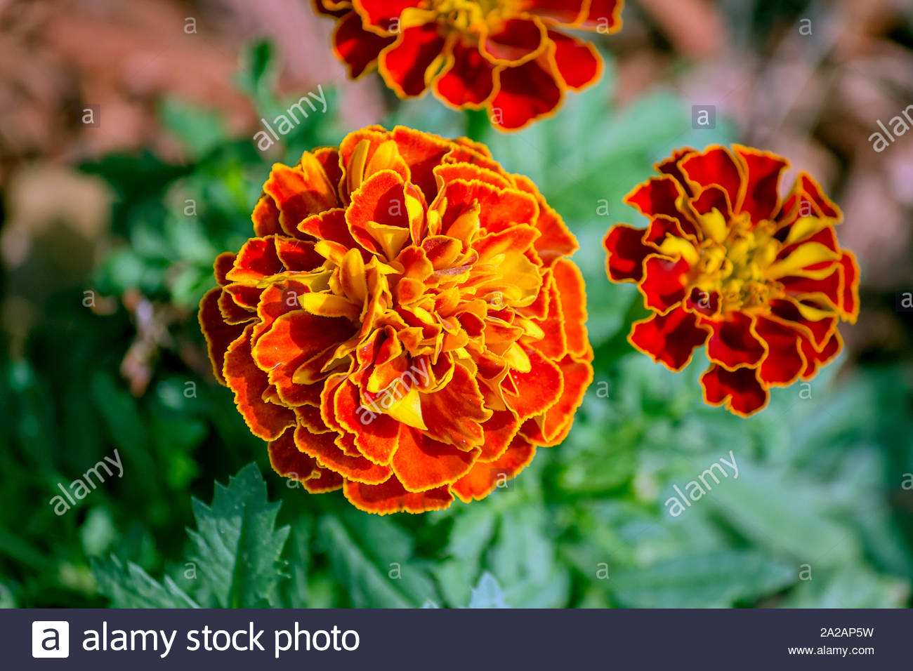 African Medicinal Plant High Resolution Stock Photography and Images ...