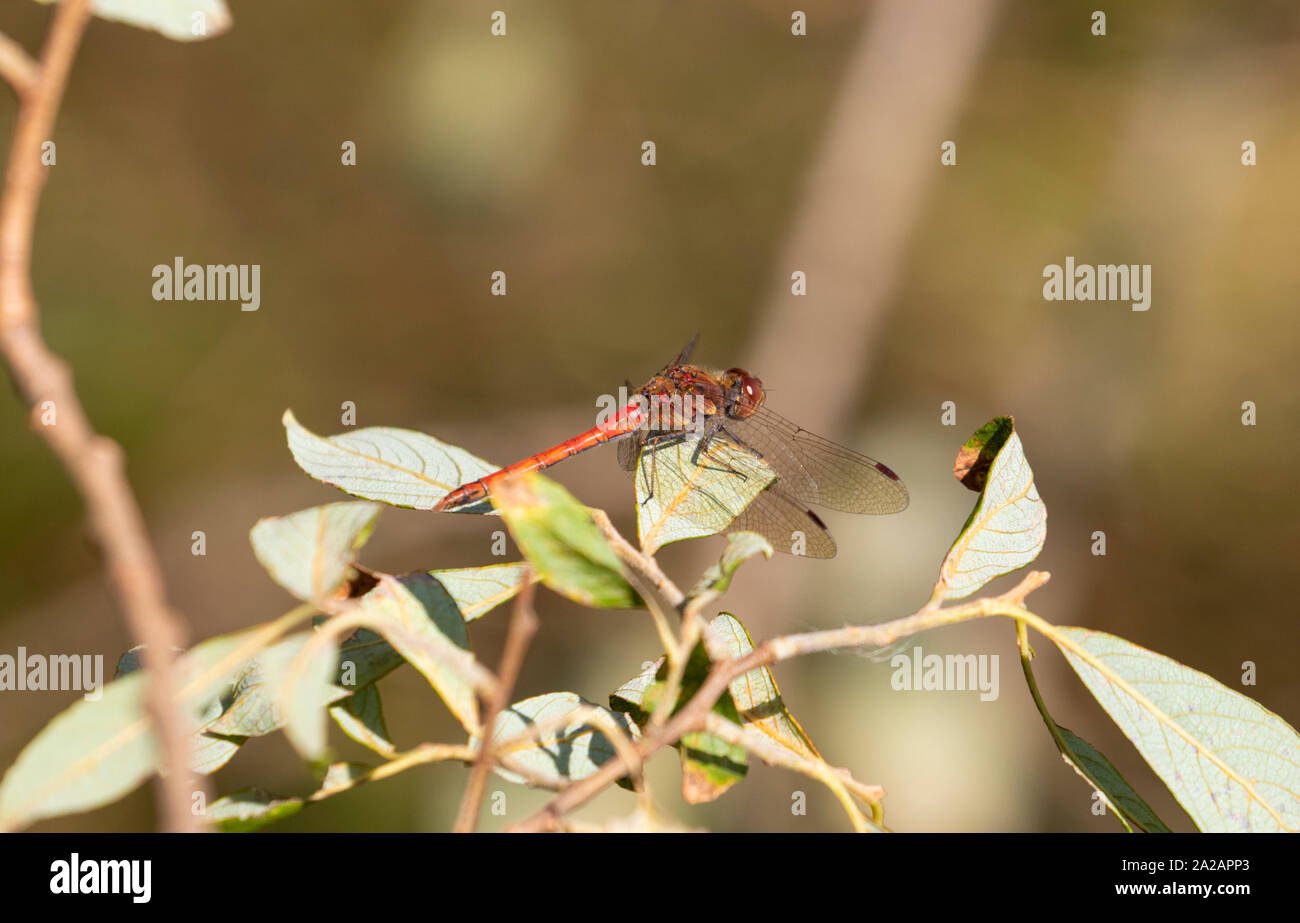 Common Darter dragonfly Stock Photo - Alamy