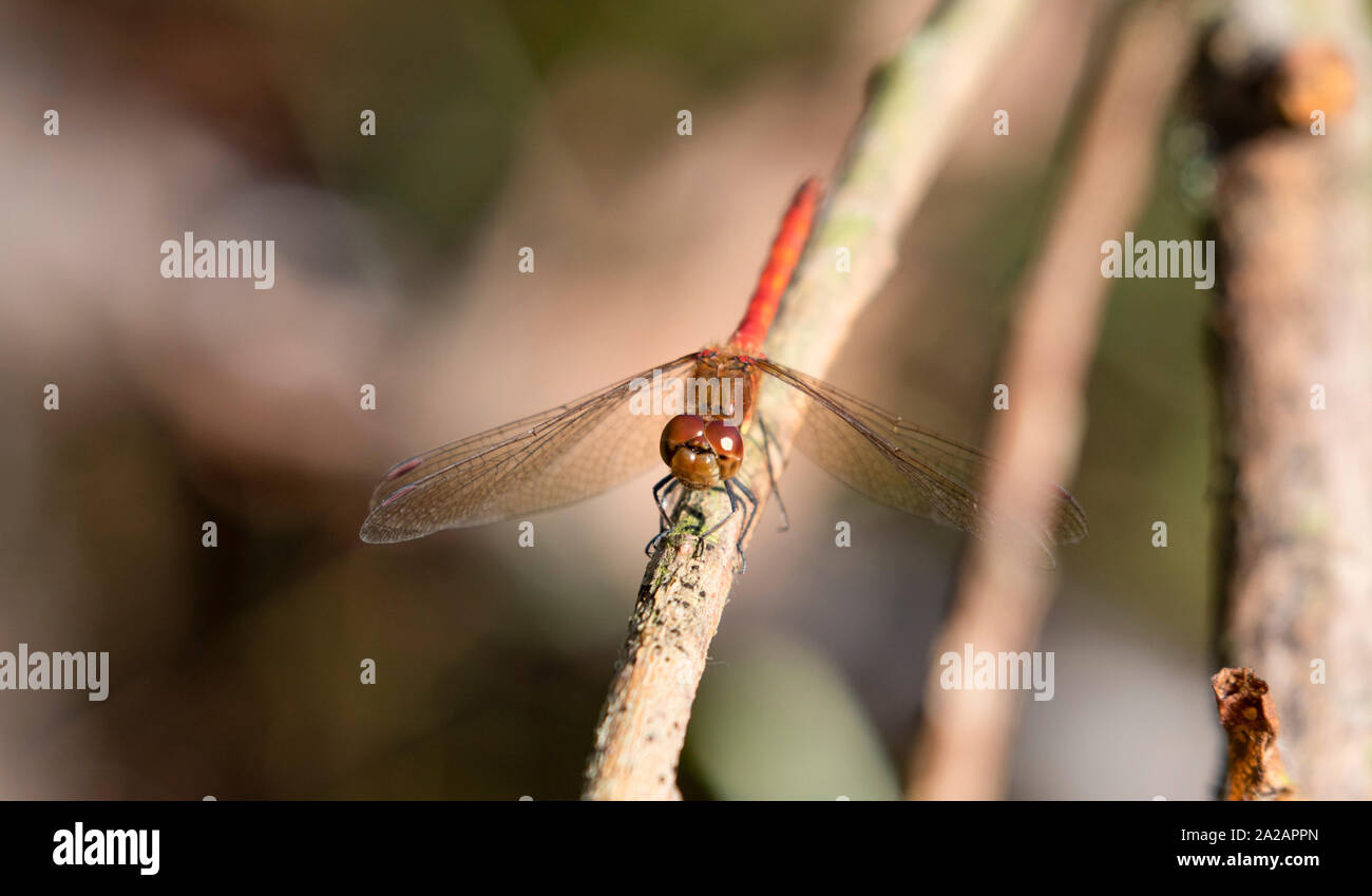 Common Darter dragonfly Stock Photo - Alamy