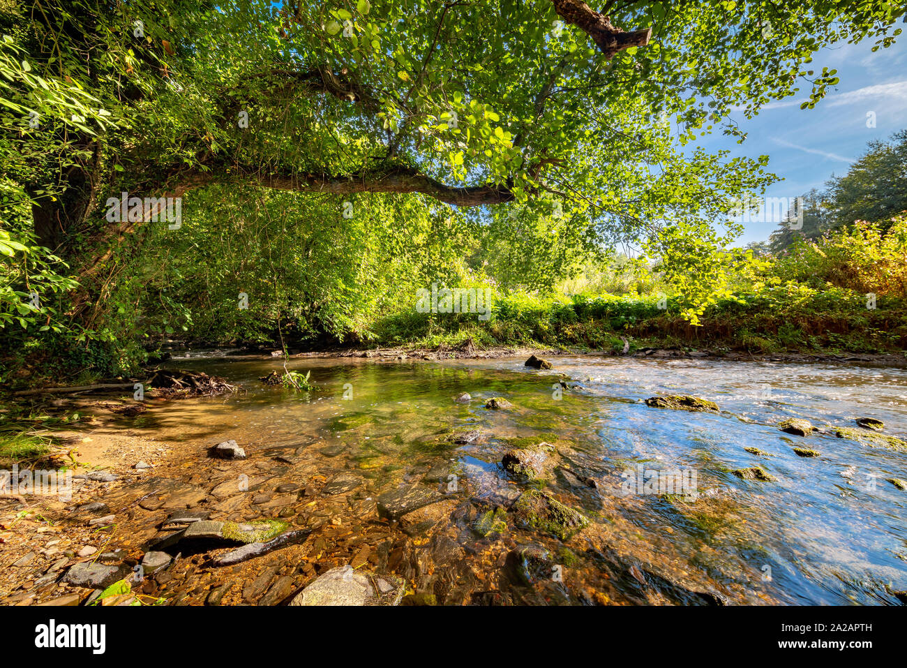 Beautiful forest with brook in bright sunshine Stock Photo - Alamy