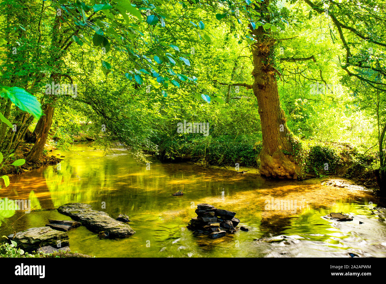Beautiful forest with brook in bright sunshine Stock Photo - Alamy