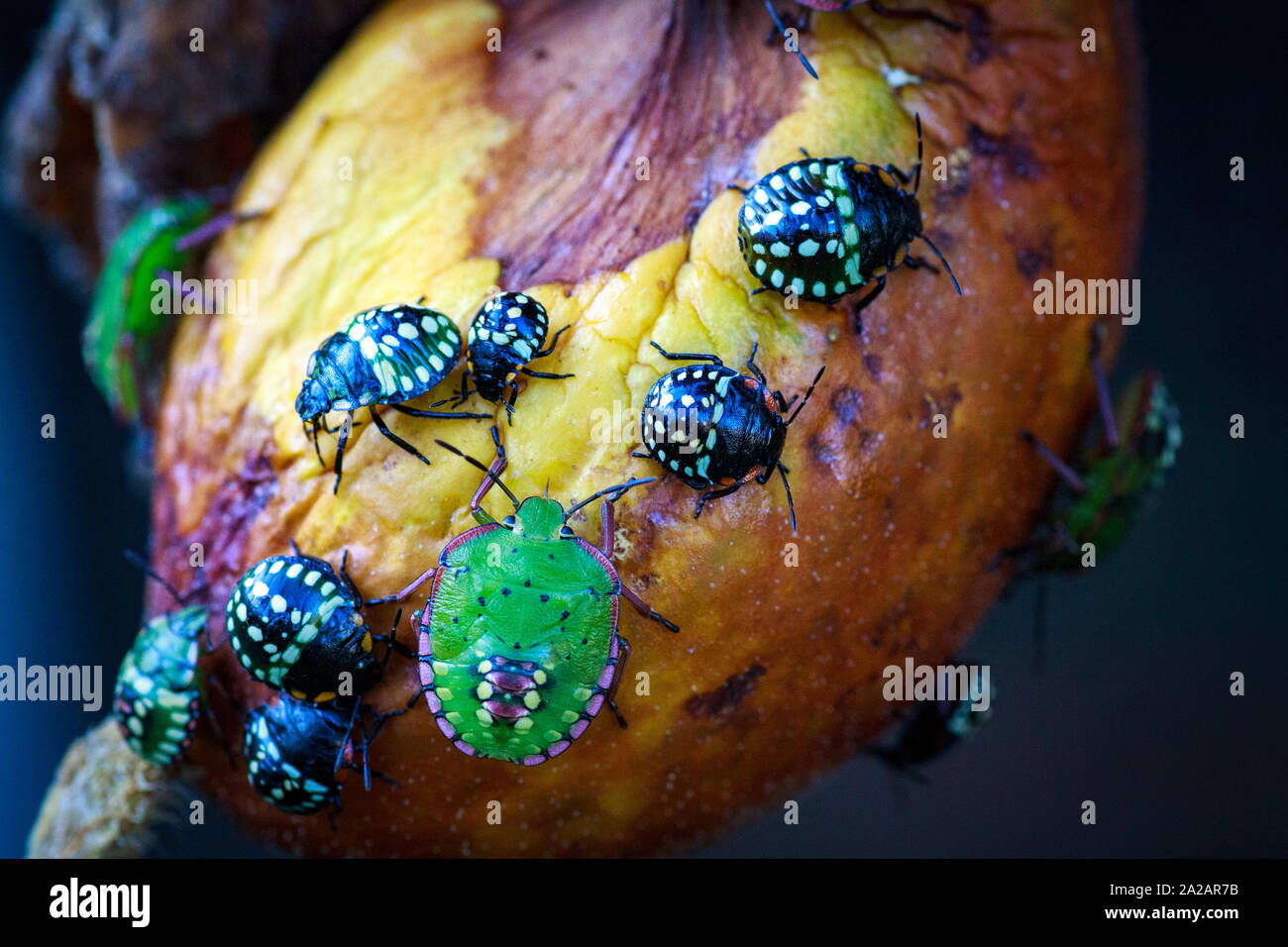 Nezara viridula Green beetle pest of gardens spoiling leaves and fruits ...