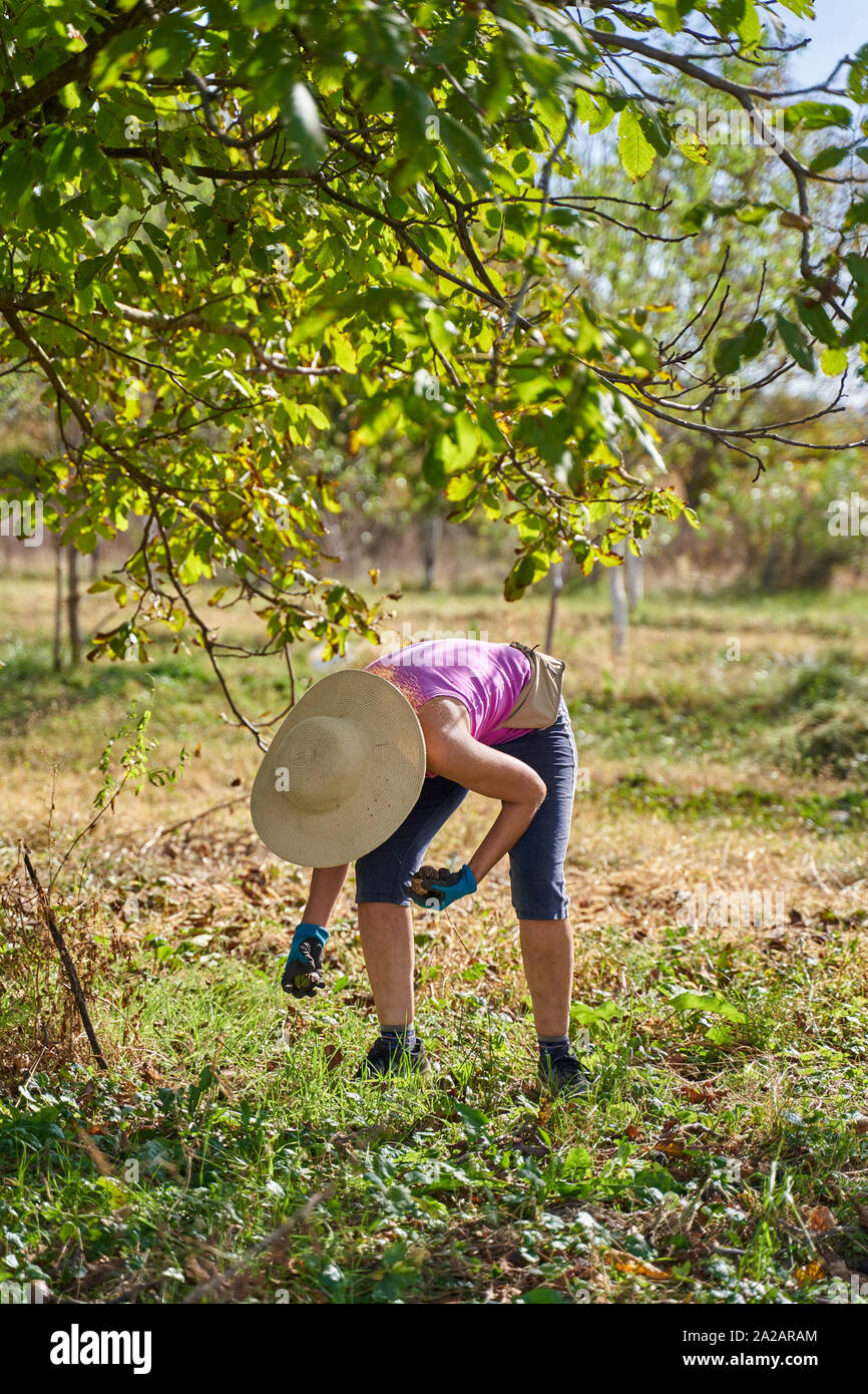Farmer woman picking walnuts hi-res stock photography and images - Alamy