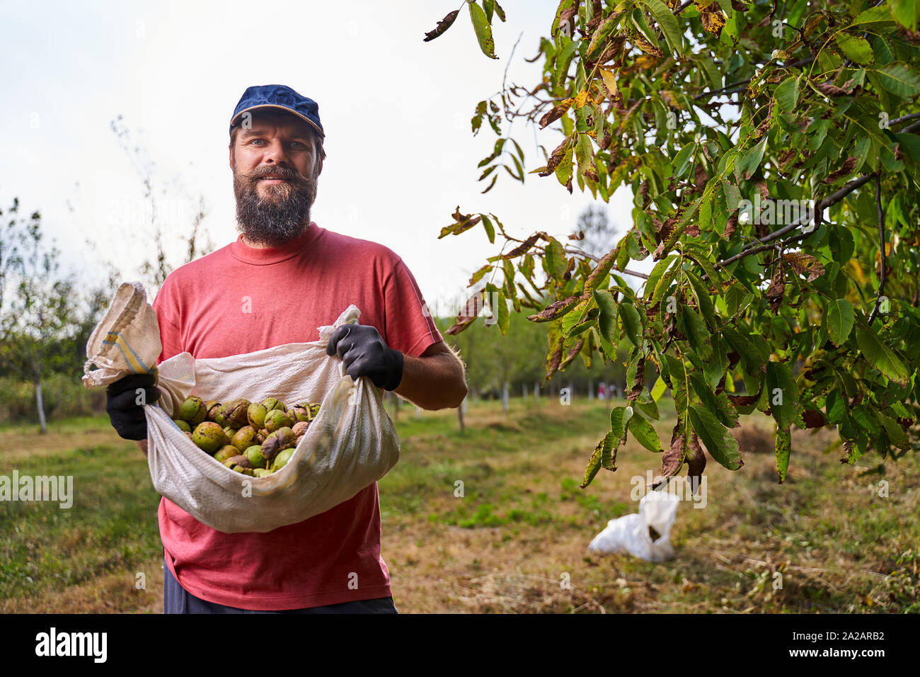 Young farmer picking walnuts in the orchard Stock Photo - Alamy