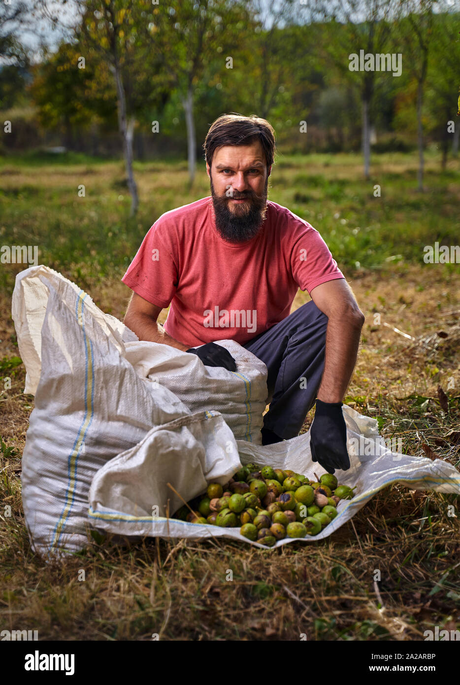 Picking walnuts hi-res stock photography and images - Alamy