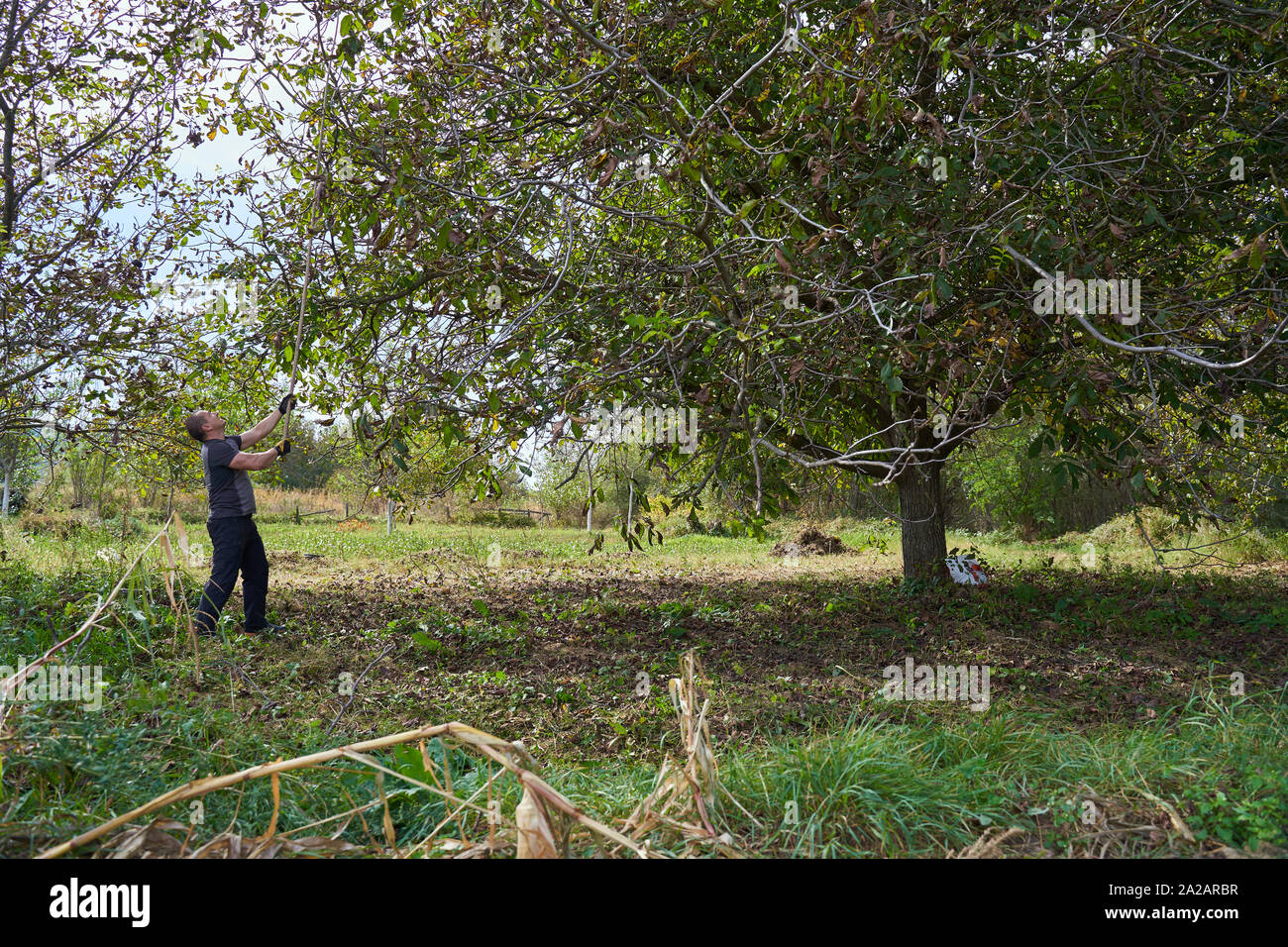 Farmer harvesting walnuts in his orchard, beating and shaking the ...