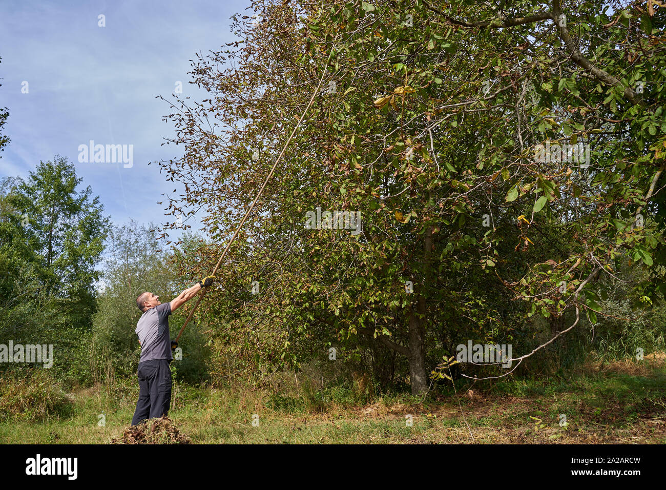 Farmer harvesting walnuts in his orchard, beating and shaking the ...