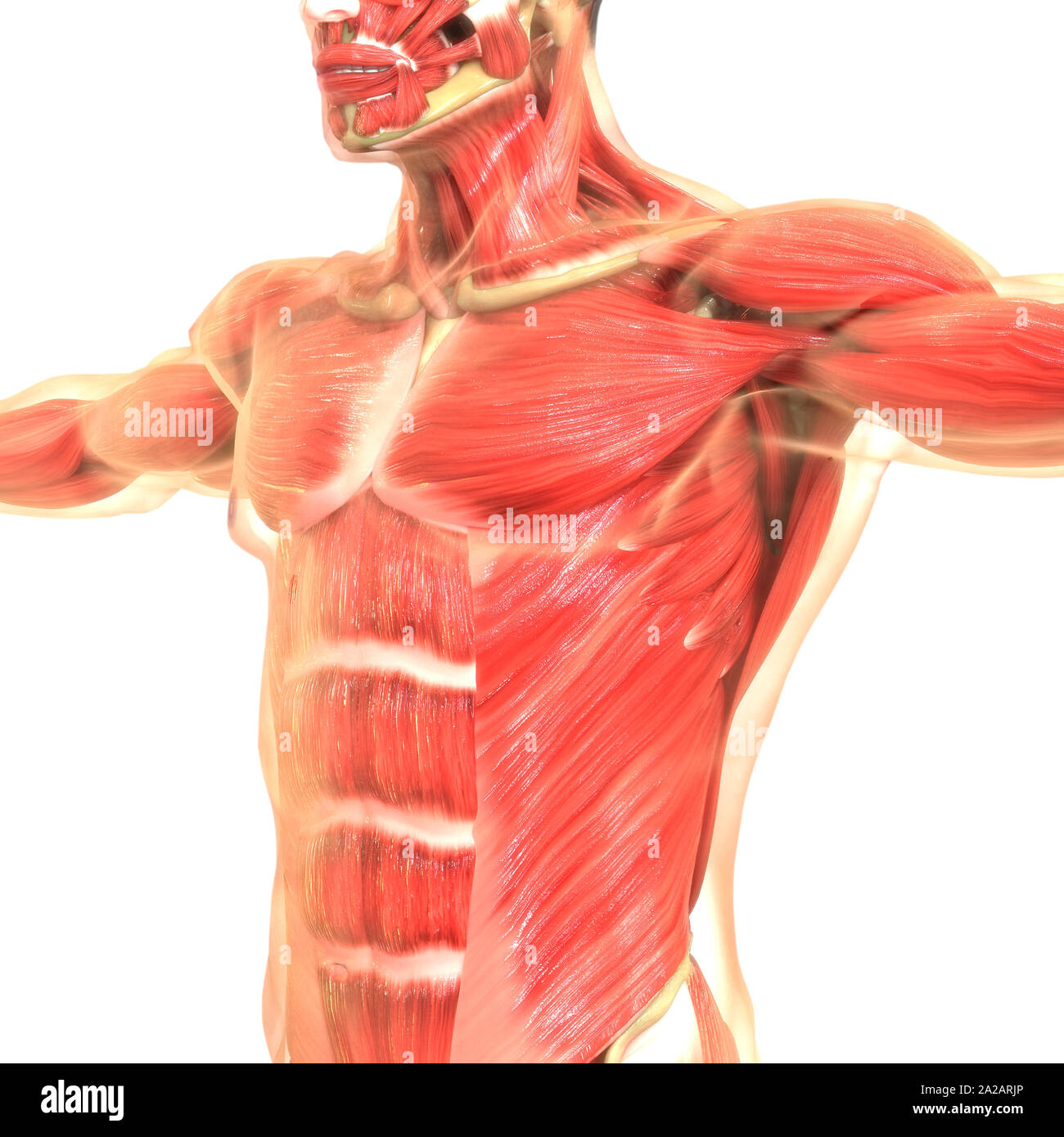 Human Body Muscular System Anatomy Stock Photo - Alamy
