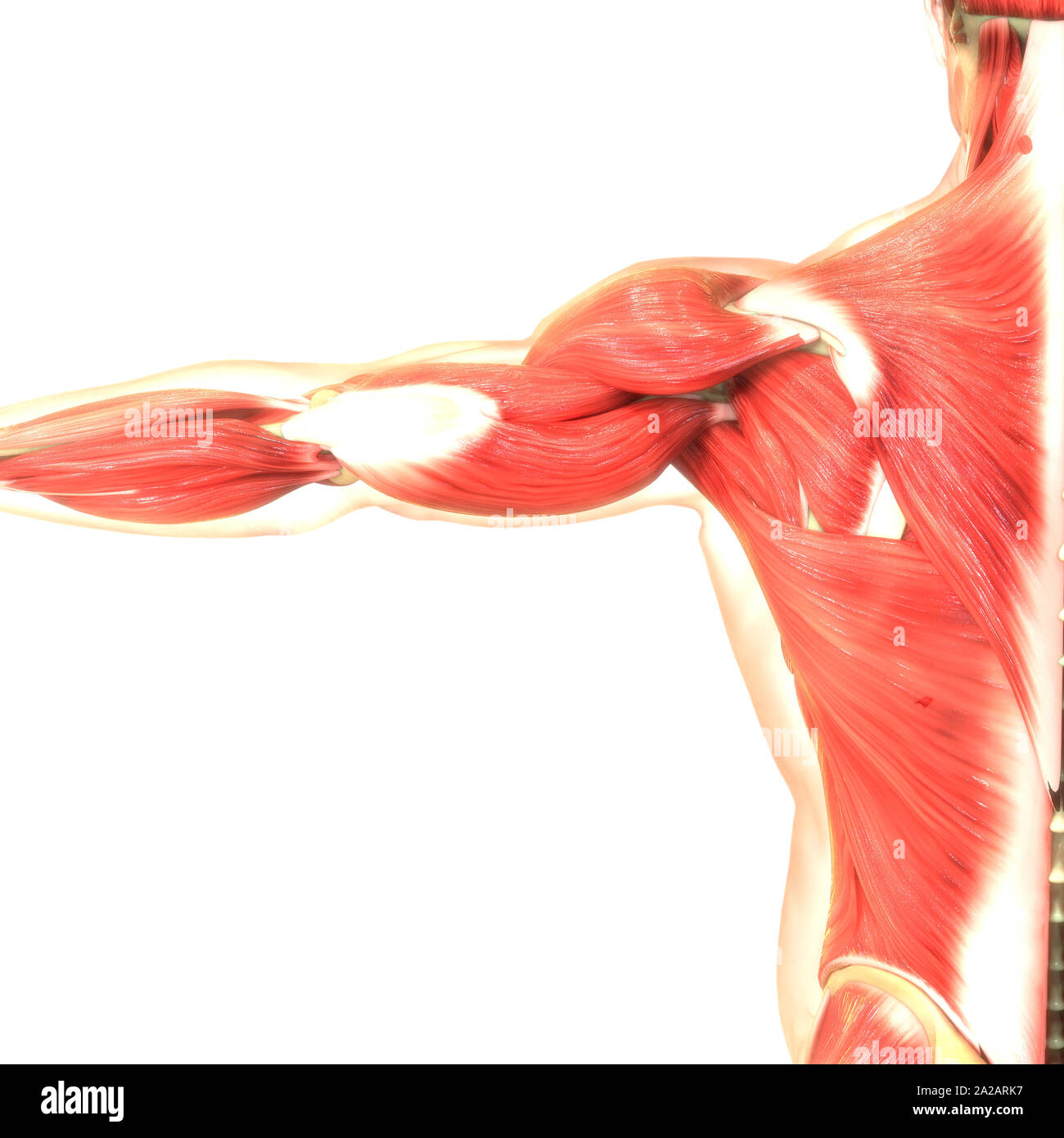 Human Body Muscular System Anatomy Stock Photo - Alamy