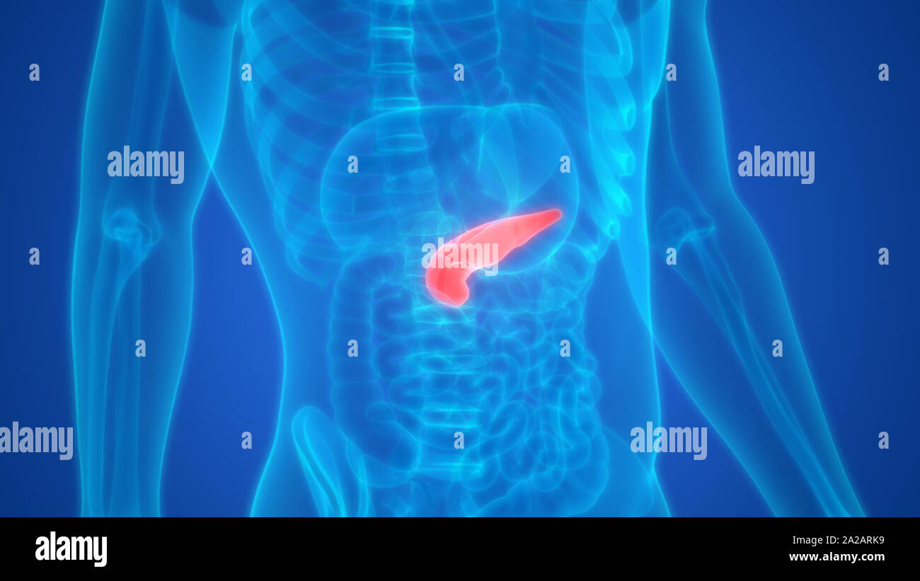 Human Internal Digestive Organ Pancreas Anatomy Stock Photo - Alamy