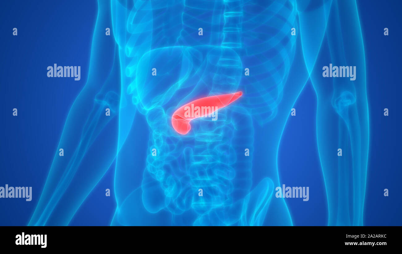 Human Internal Digestive Organ Pancreas Anatomy Stock Photo - Alamy