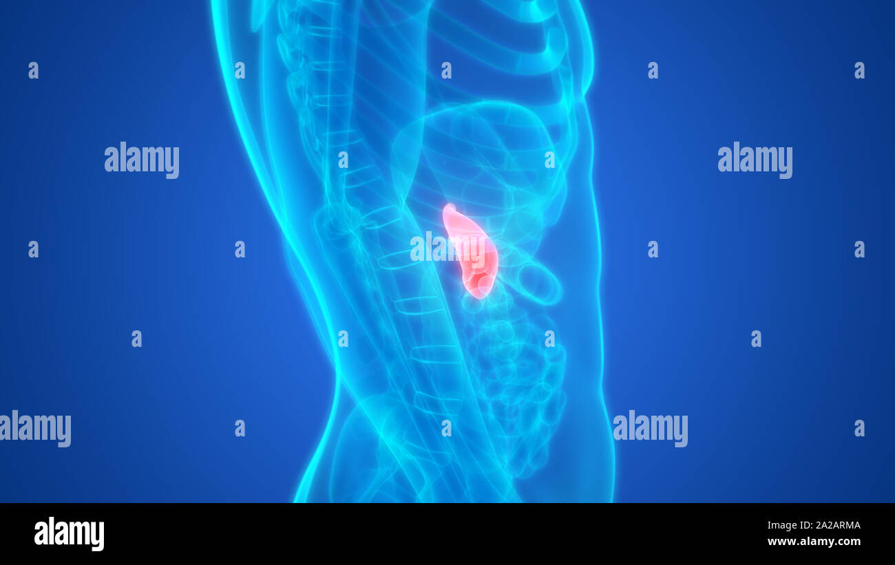 Human Internal Digestive Organ Pancreas Anatomy Stock Photo - Alamy