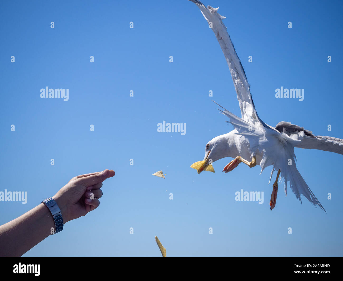 Seagull chips hi-res stock photography and images - Alamy
